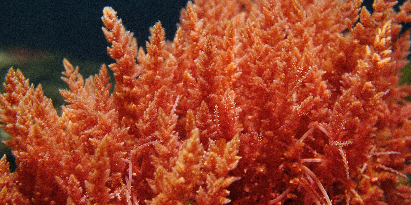 Plant Calcium from Algae | New Chapter